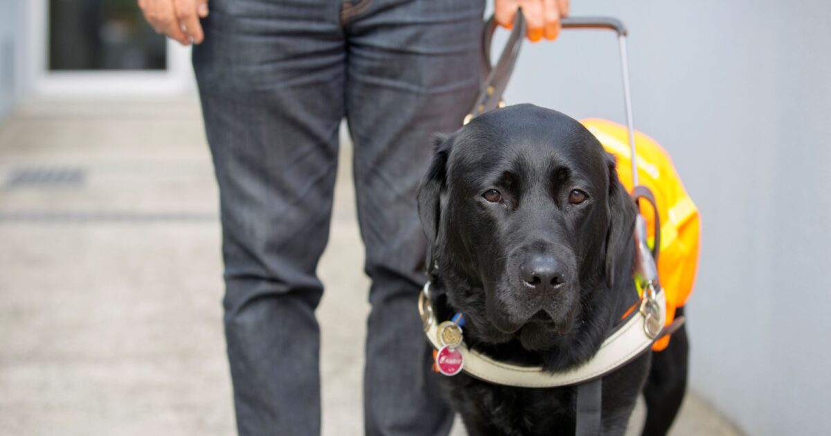 Hailey and Tippi's story, puppy placement | Powerd Media